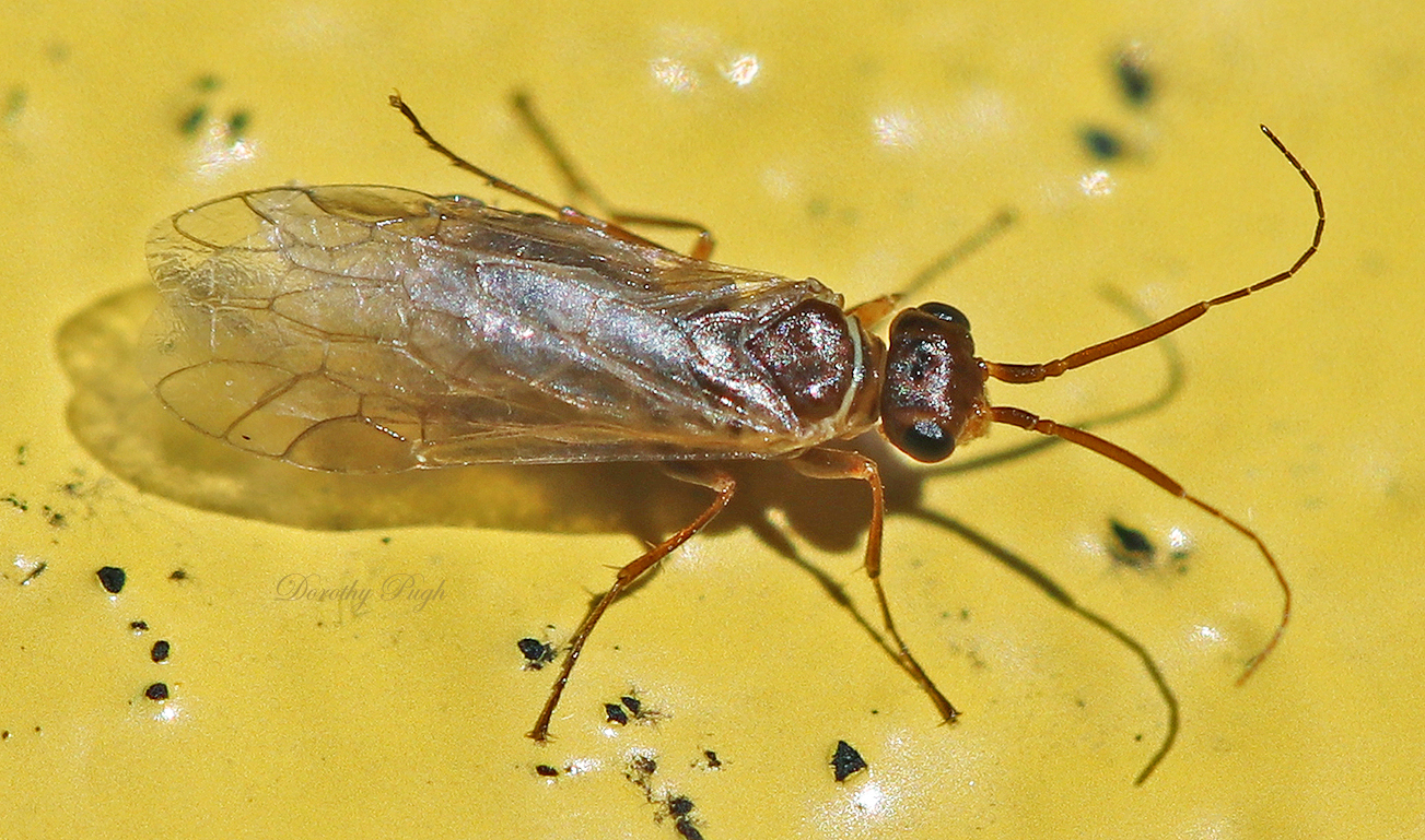 Hymenoptera