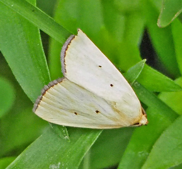 Black-bordered Lemon Moth ( Thioptera nigrofimbria ) Durham, NC, 8/29 ...