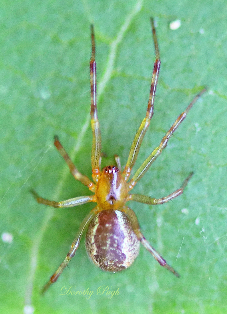 Spider Identification Guide