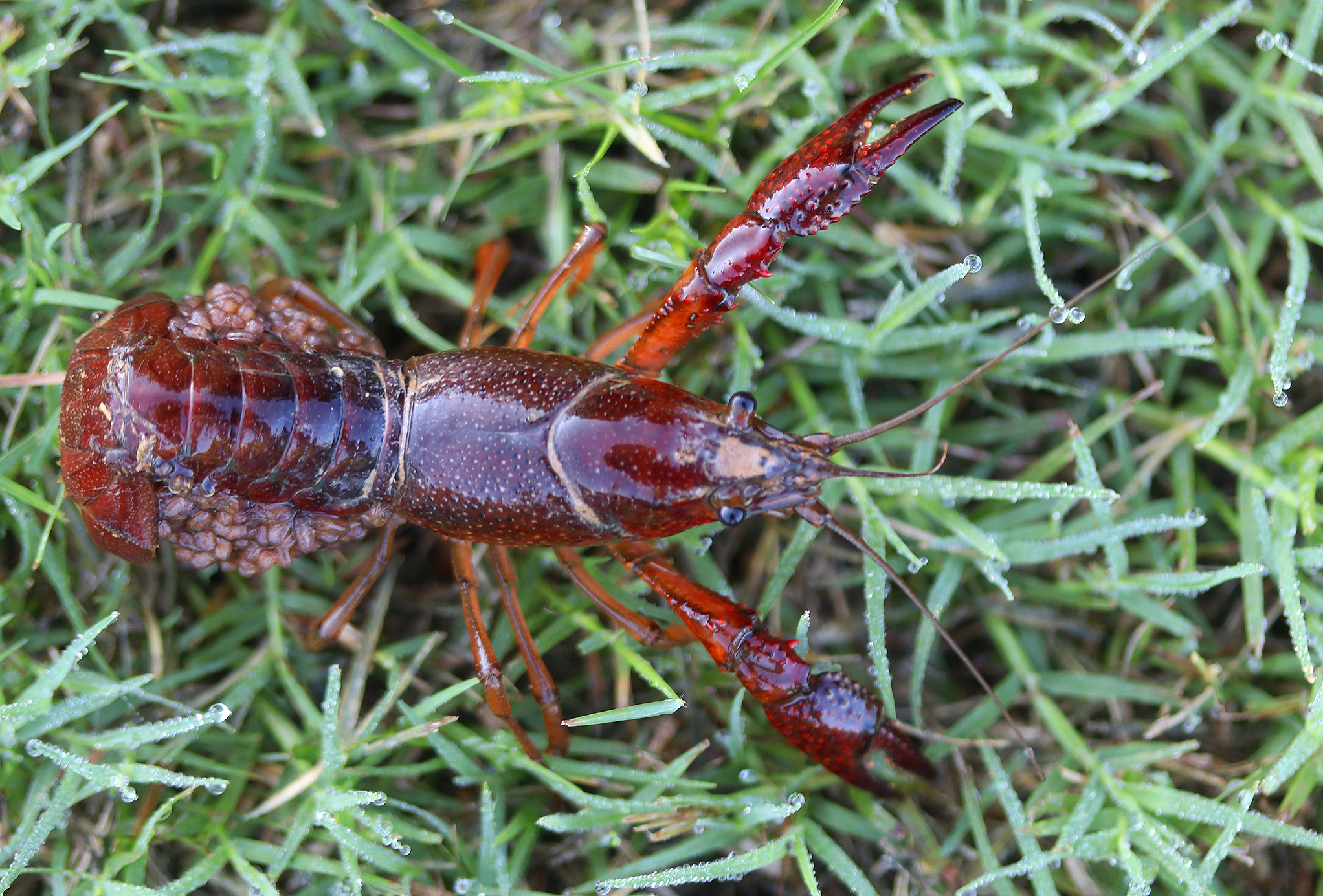 Crustaceans