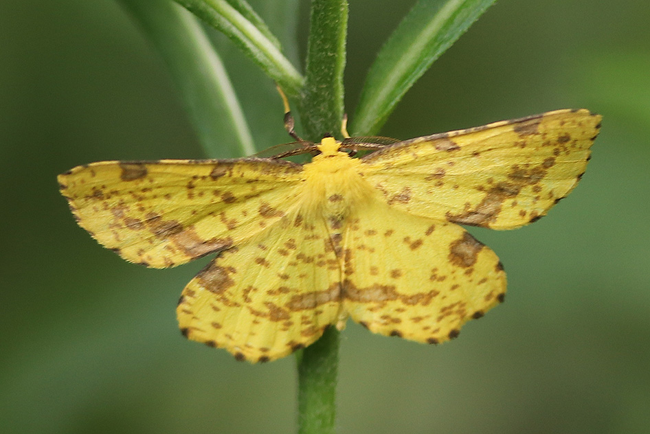 Inchworm caterpillars are found in this family and in the Noctuidae family.