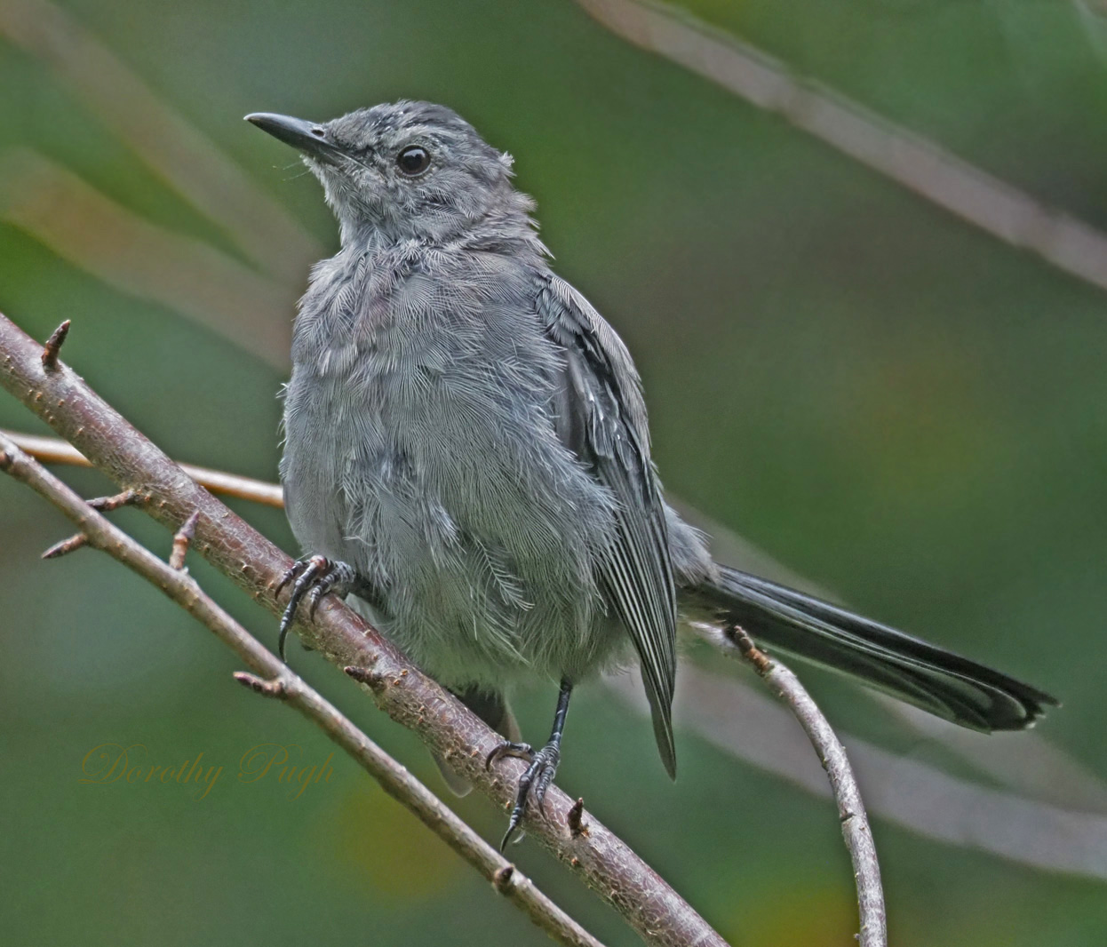 Backyard Birds