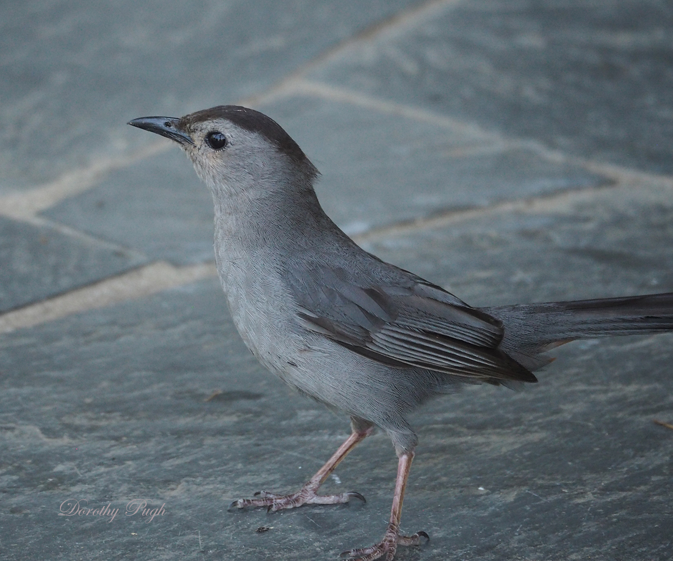 Backyard Birds
