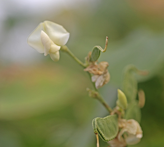 A Virtual Wildflower Garden Across Time