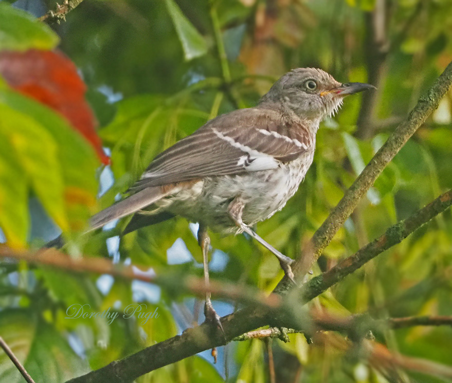 Backyard Birds
