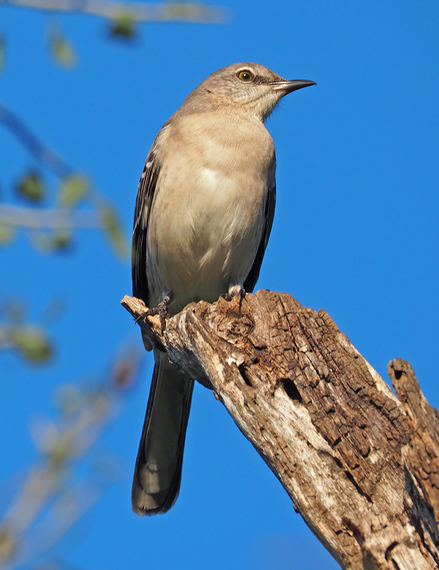 Backyard Birds