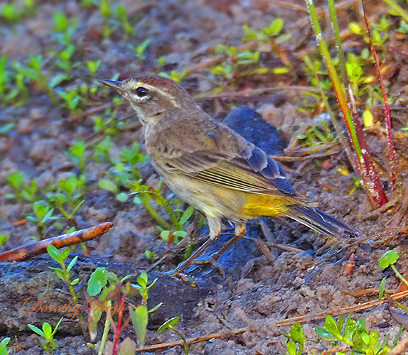 Backyard Birds