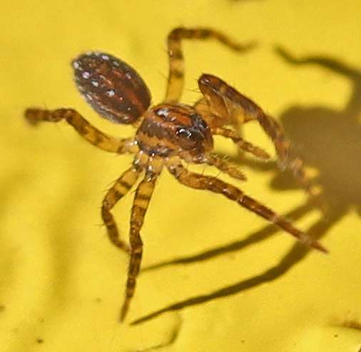 Spider Identification Guide