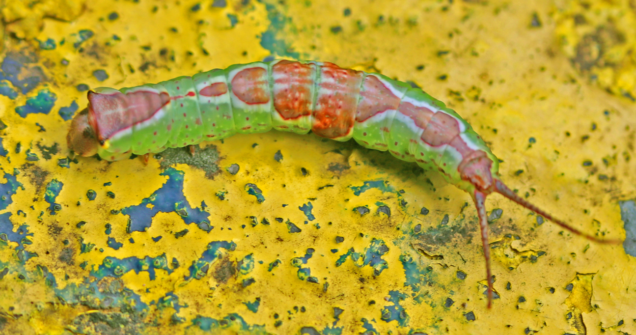 Red-humped Caterpillars ( Schizura concinna ), Durham, NC, 9/25/21 Red ...
