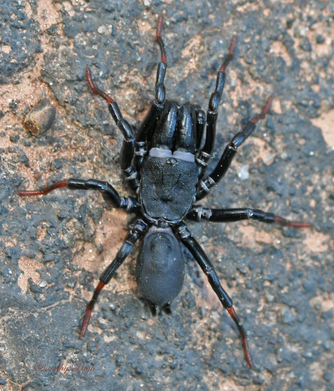 Spider Identification Guide
