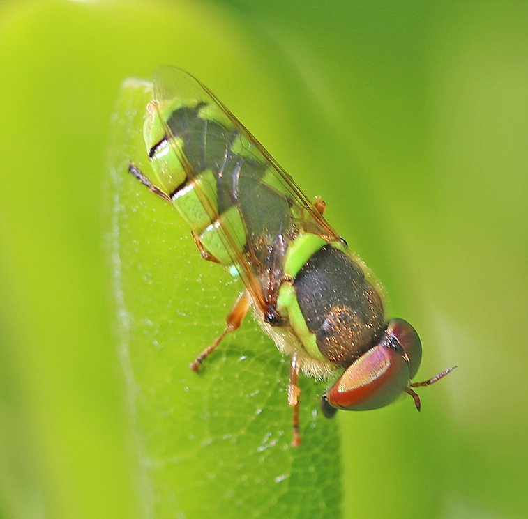 True Flies