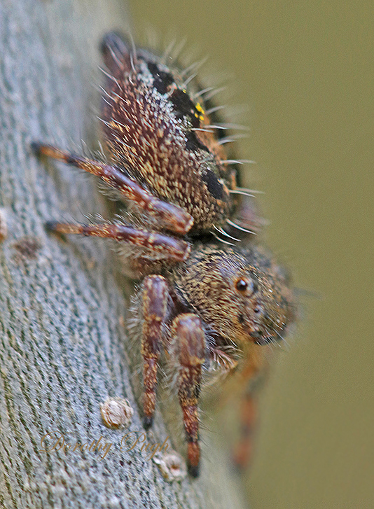 Spider Identification Guide